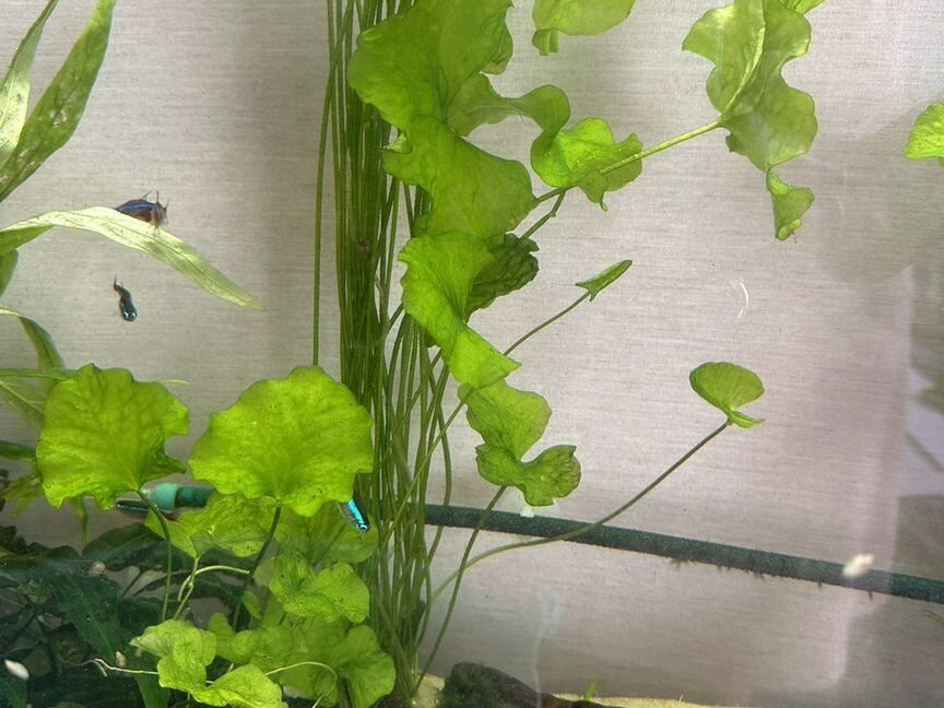 Прополка аквариумных растений