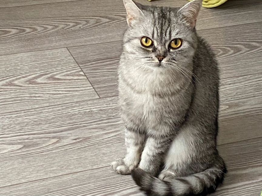 Кошка в дар