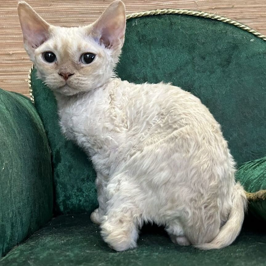 Девон-рекс котёнок