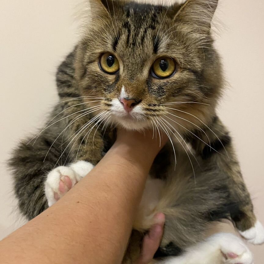 Кошки в добрые руки