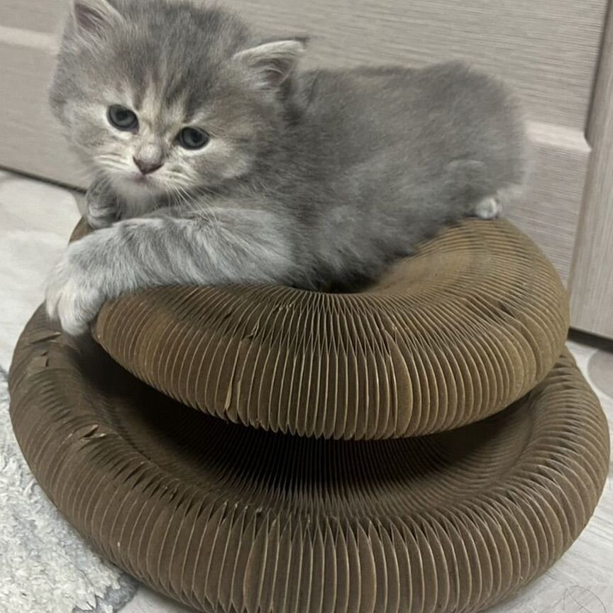 Шотландский вислоухий длинношёрстный котёнок