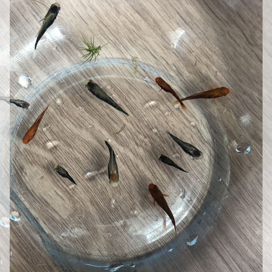 Рыбки меченосцы