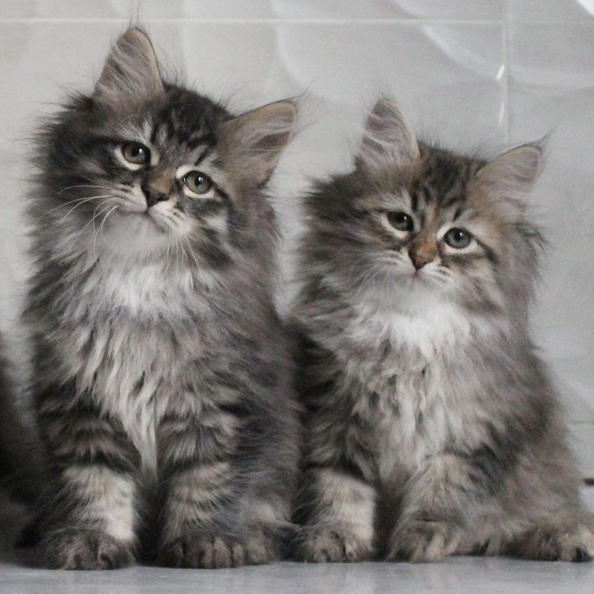 Богдан с изумрудными глазами