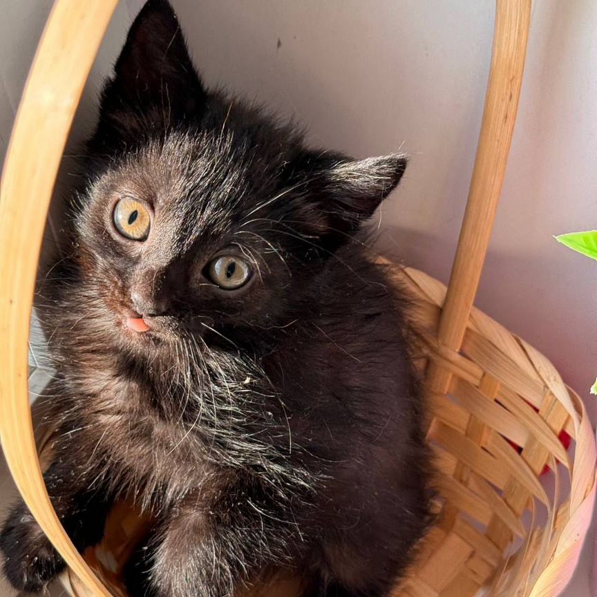 Котенок девочка