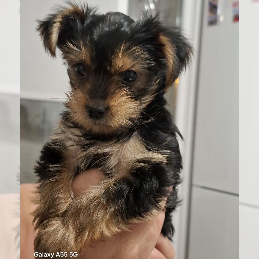 Йоркширский терьер, щенок