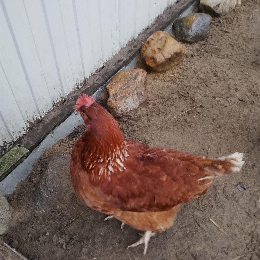 Куры несушки 6-7 месяцев
