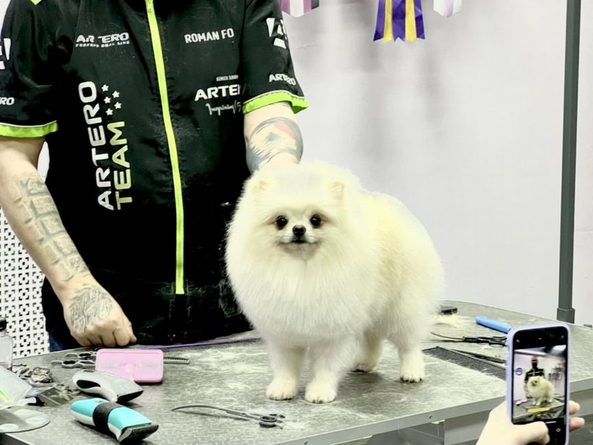 Померанский шпиц мини вязка