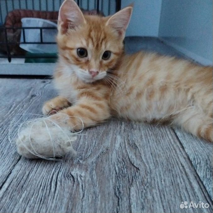 Рыжий котенок мальчик и две его сестры ищут дом