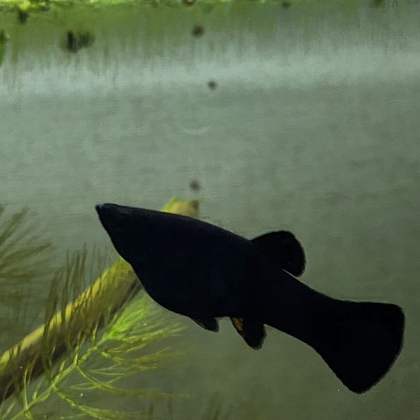 Пецилии и моллинезия