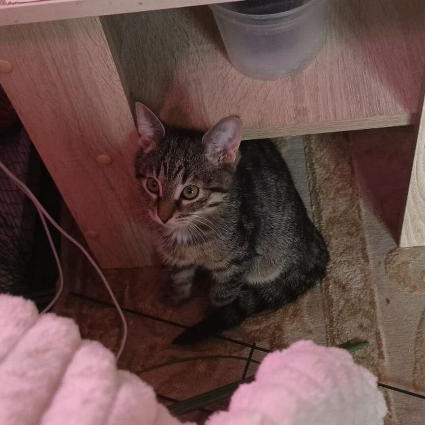 Котёнок в добрые руки