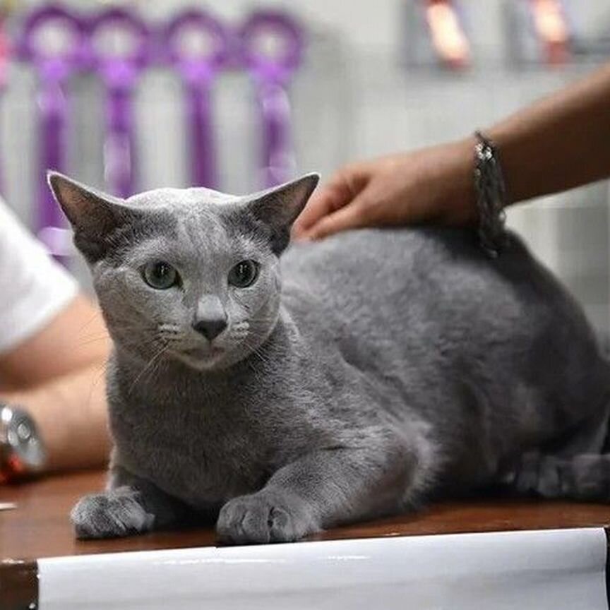 Русский голубой котик 2,5 года