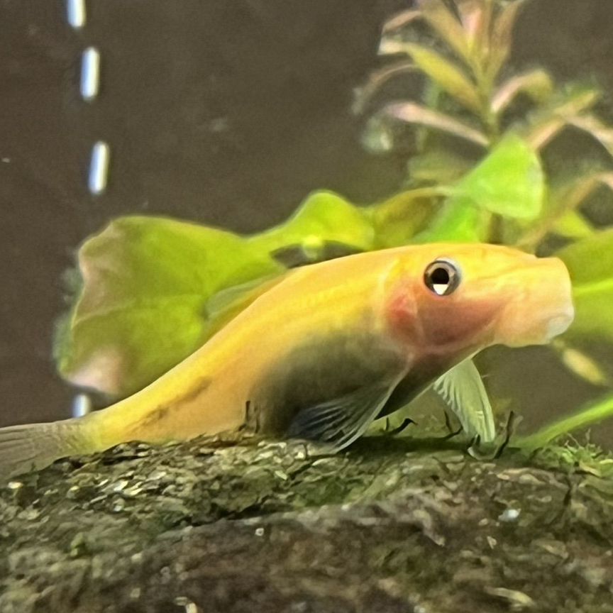 Водрослеед гиринохейлус