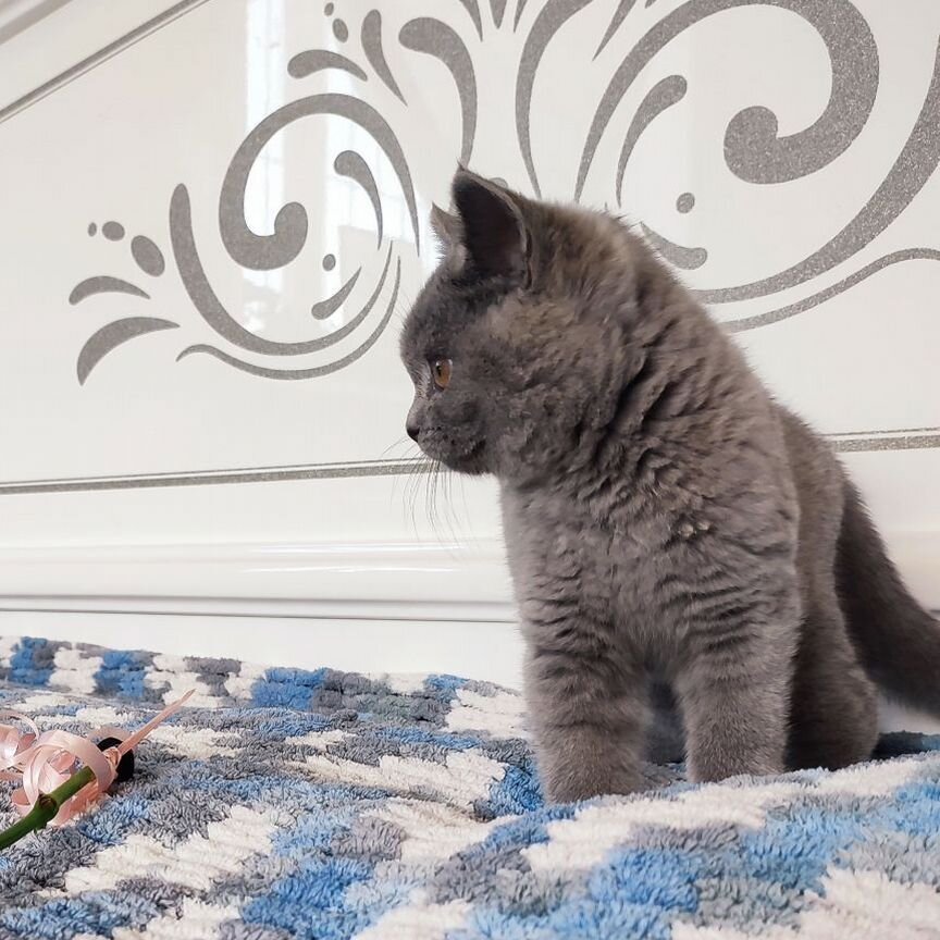 Британский котик BRIa