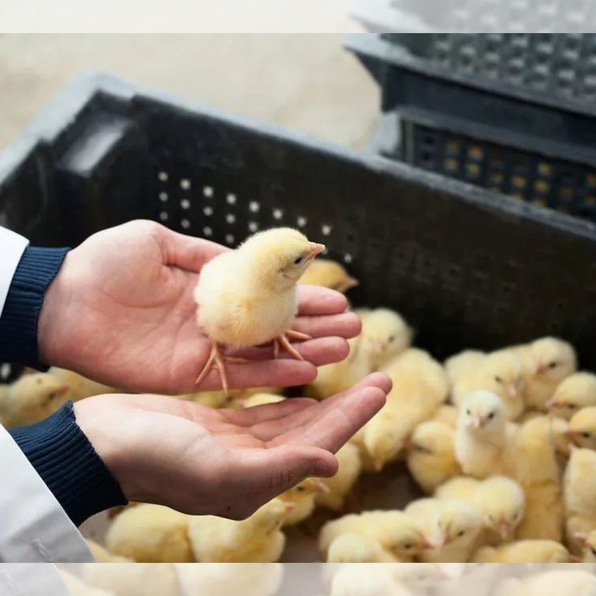 Цыплята Росс 308 (3-х дневные)