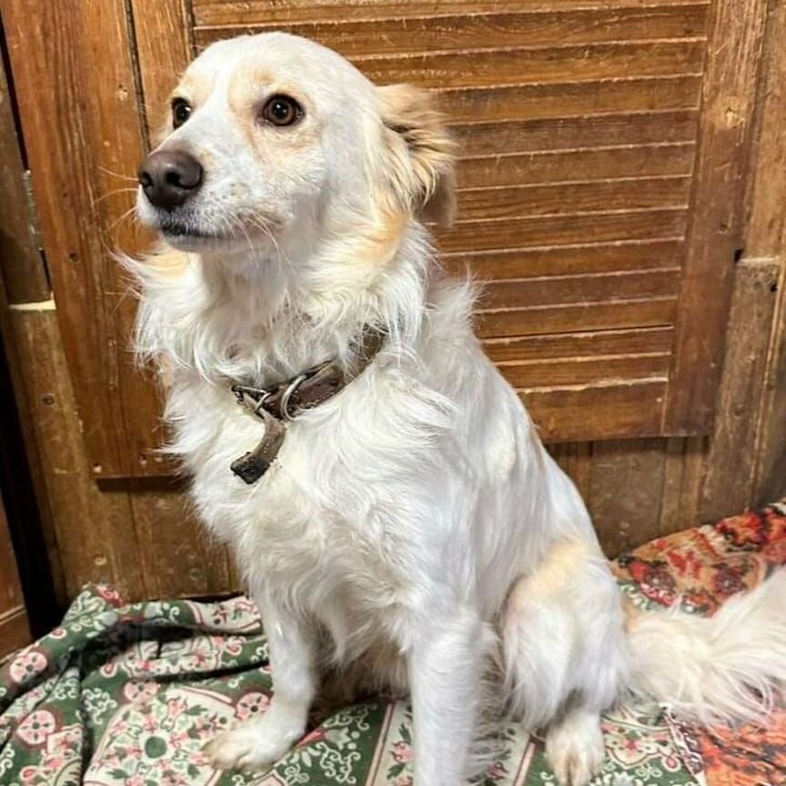 Замечательный пес Мишутка в дар