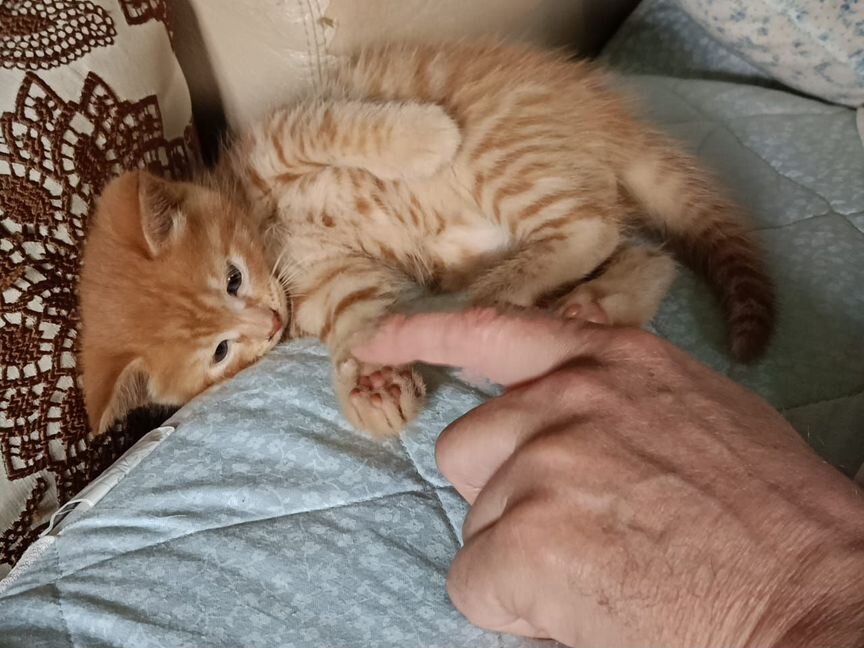 Кошки в добрые руки бесплатно