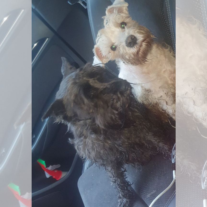 Цвергшнауцер, взрослый пёс