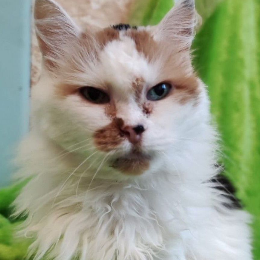 Не одного звонка кошечка Ника