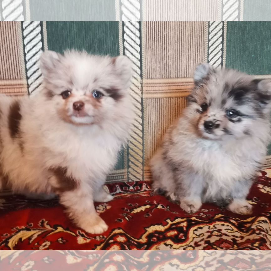 Мраморные щенки шпица