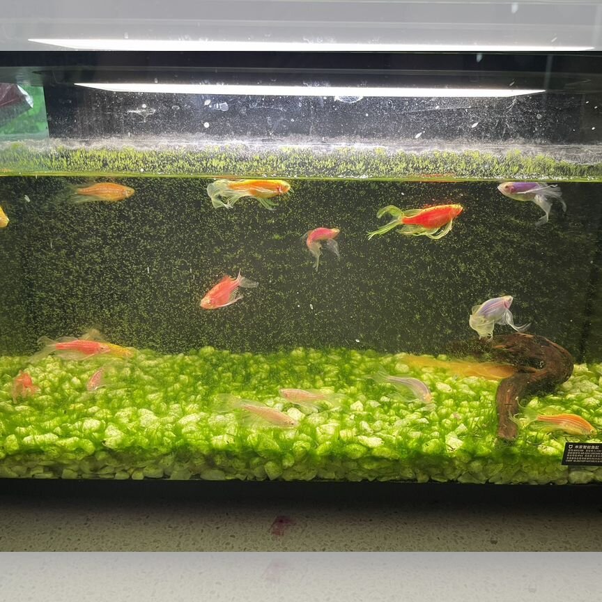 Аквариум с рыбками