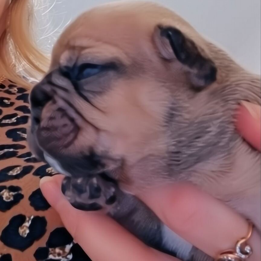 Французский бульдог, щенок