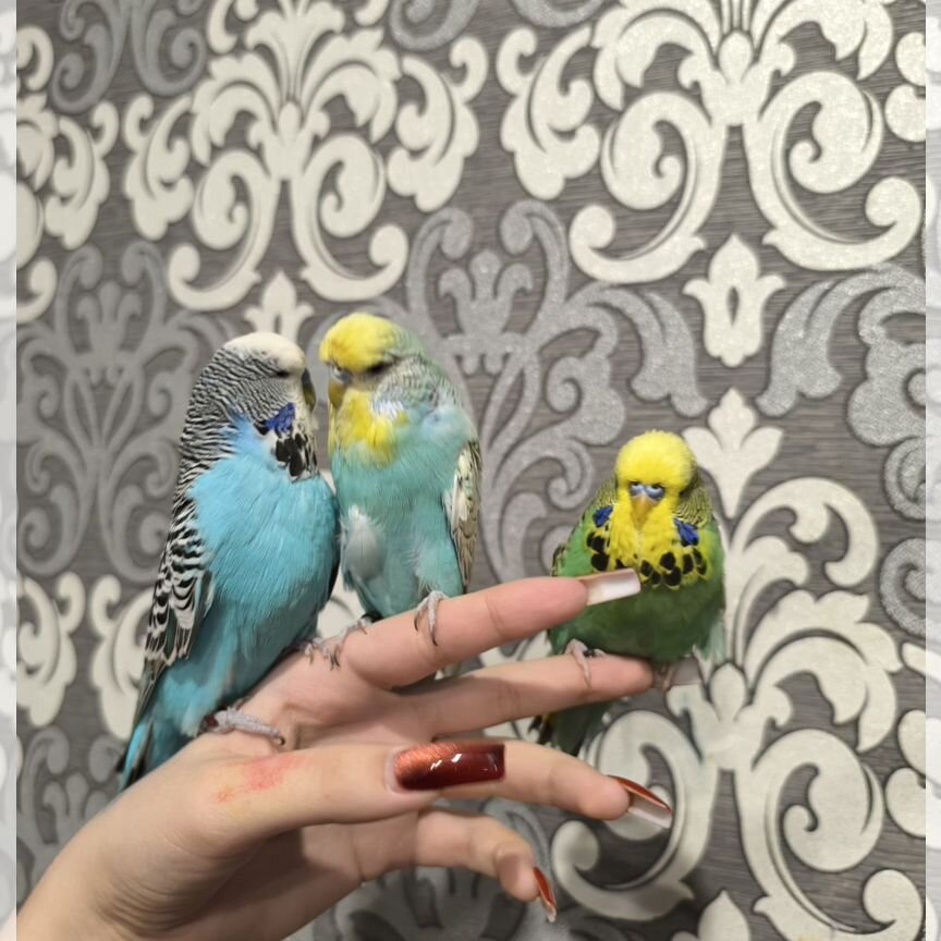 Попугай ввп чех