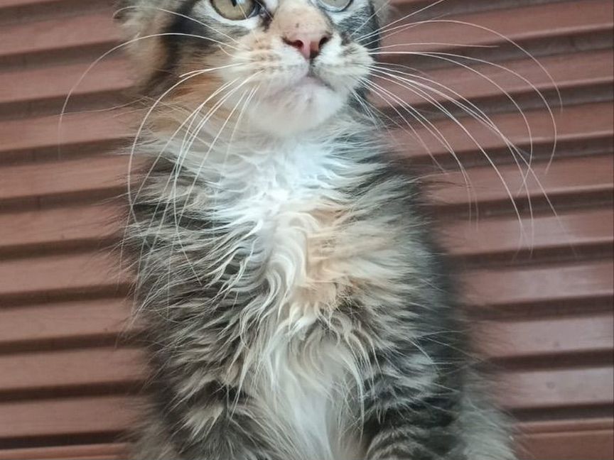 Котята мейн-кун