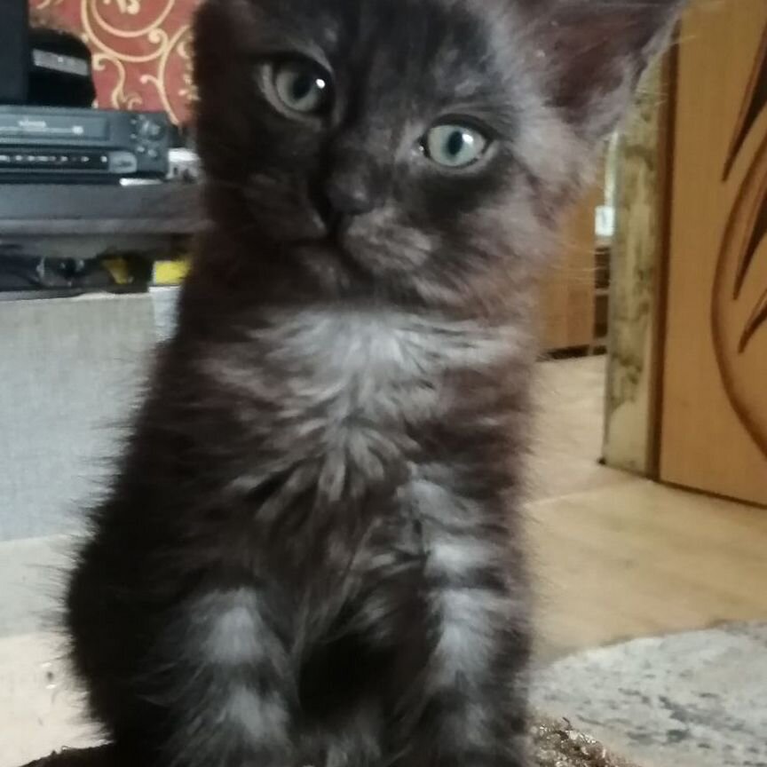 Котятки в добрые руки