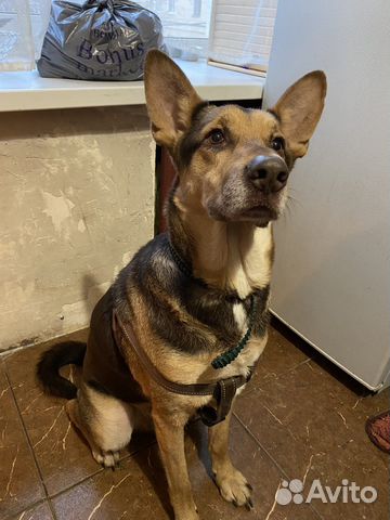 Собака ищет дом. Жак