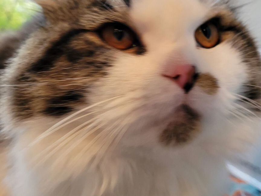 Шотландский харизматичный кот в дар