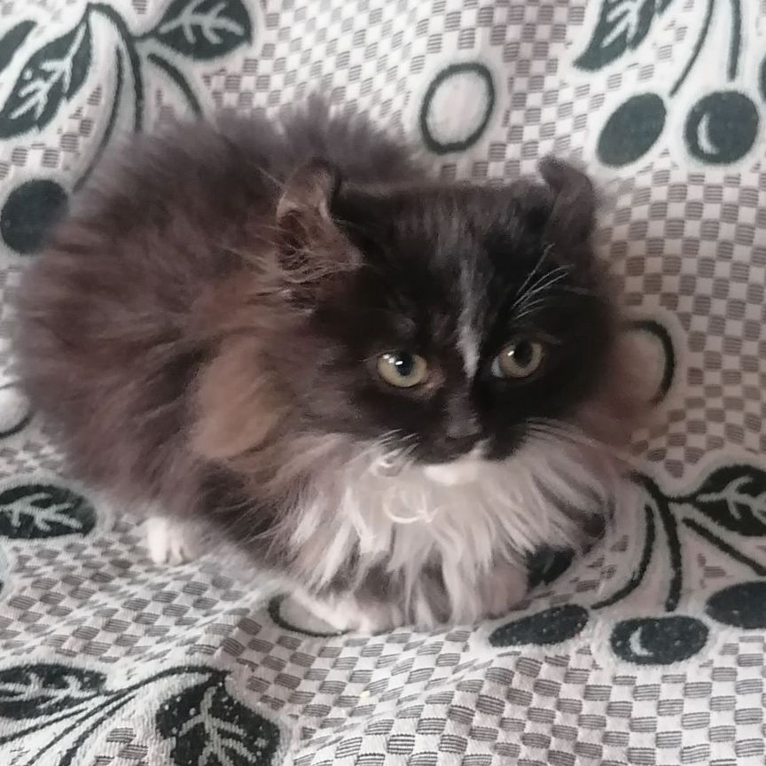 Американский керл котята
