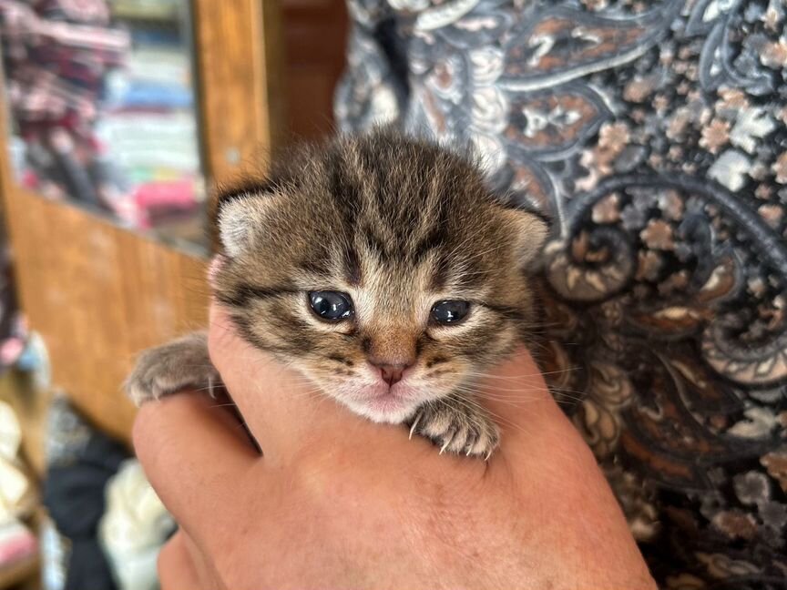 Котенок Европейской короткошерстной