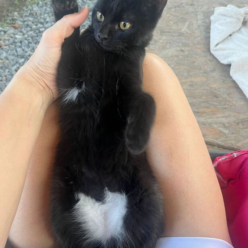 Черная пантера кошечка, привезу в хорошие руки