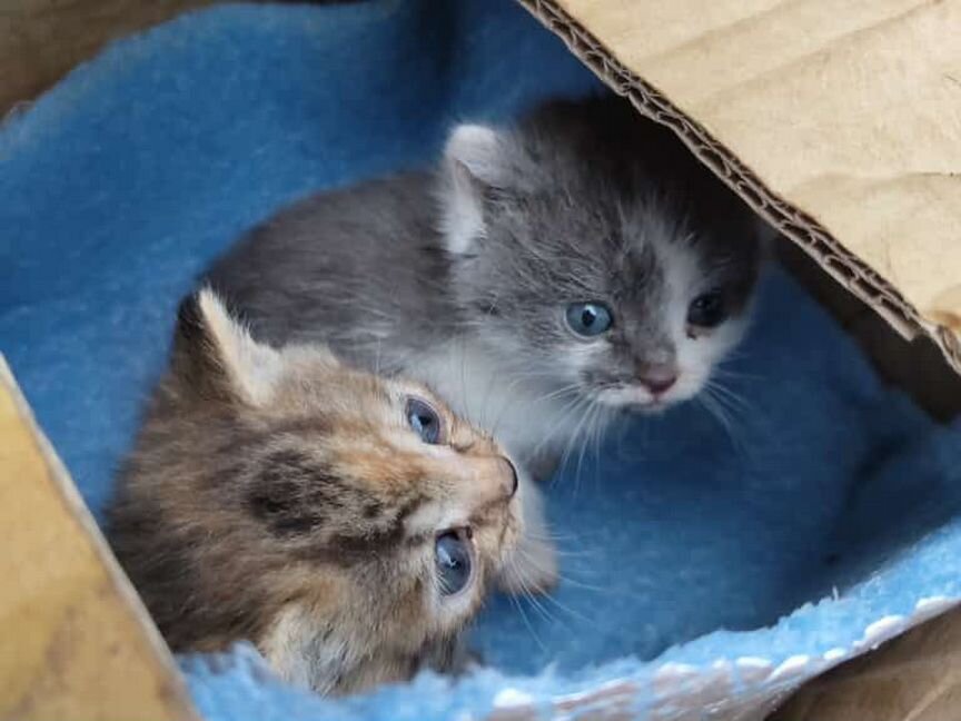 Котята в добрые руки мальчик и девочка