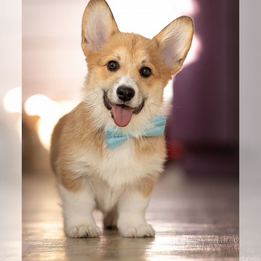 Вельш Корги Пемброк, щенок