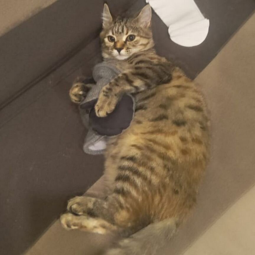 Кошка, 5 месяцев, зовут Афина. Отдам в добрые руки