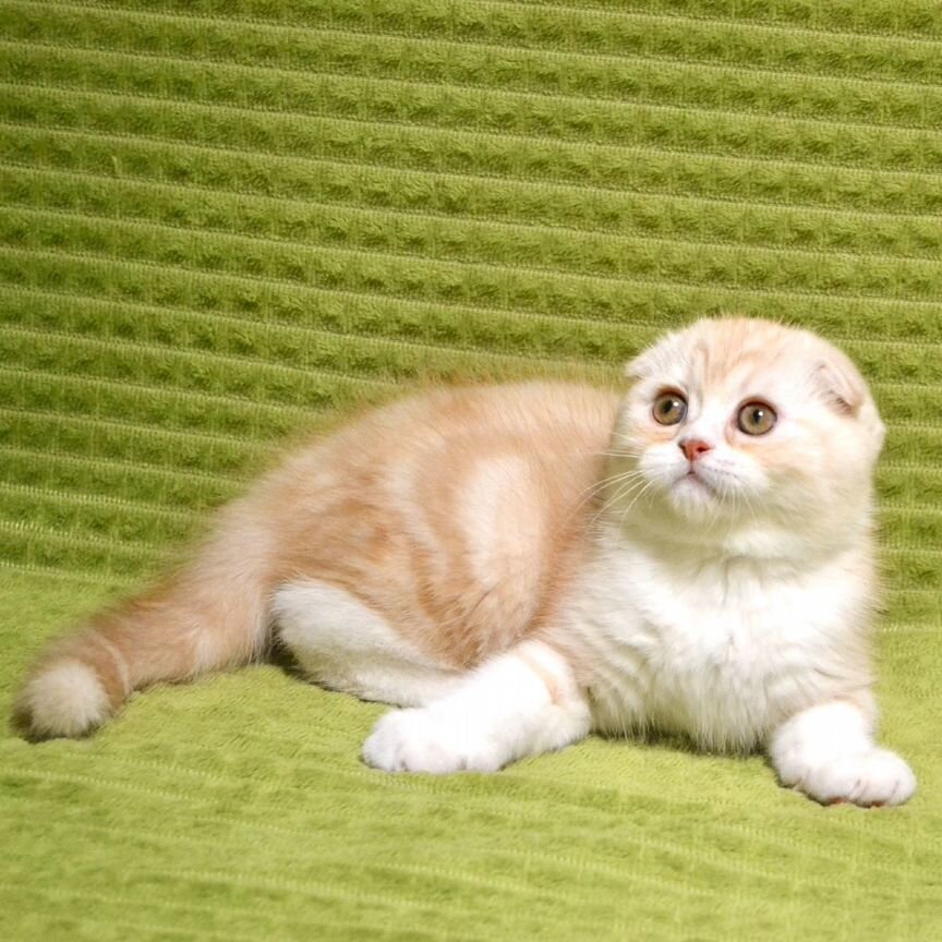 Шотландский вислоухий короткошёрстный котёнок