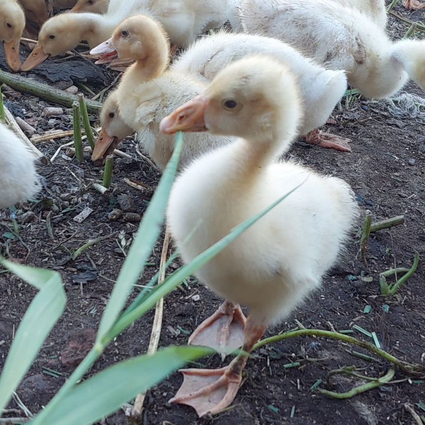 Ощипывание птицы