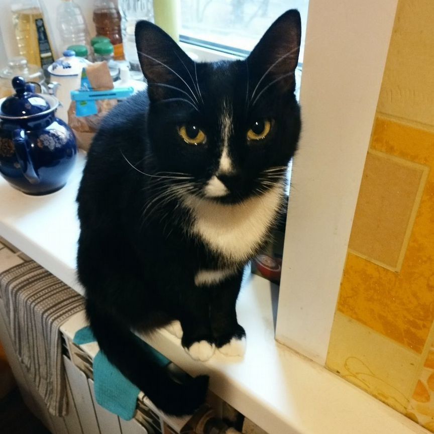 Котики бесплатно