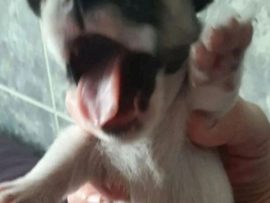 Джек Рассел терьерчики гл.ш с документами