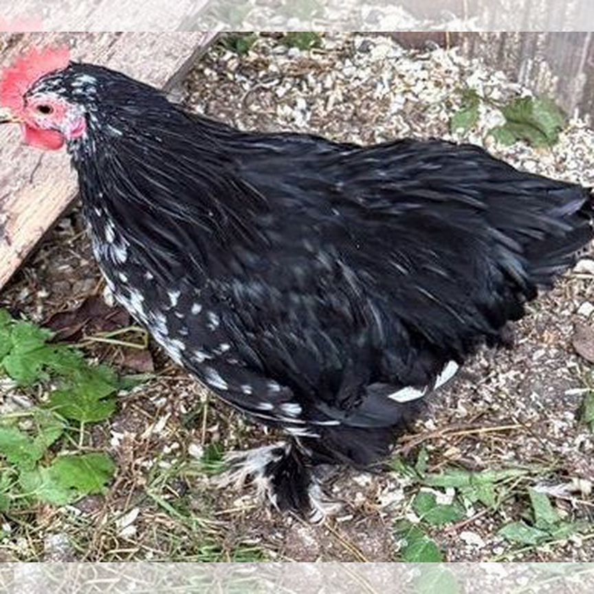 Карликовый кохинхин петушок