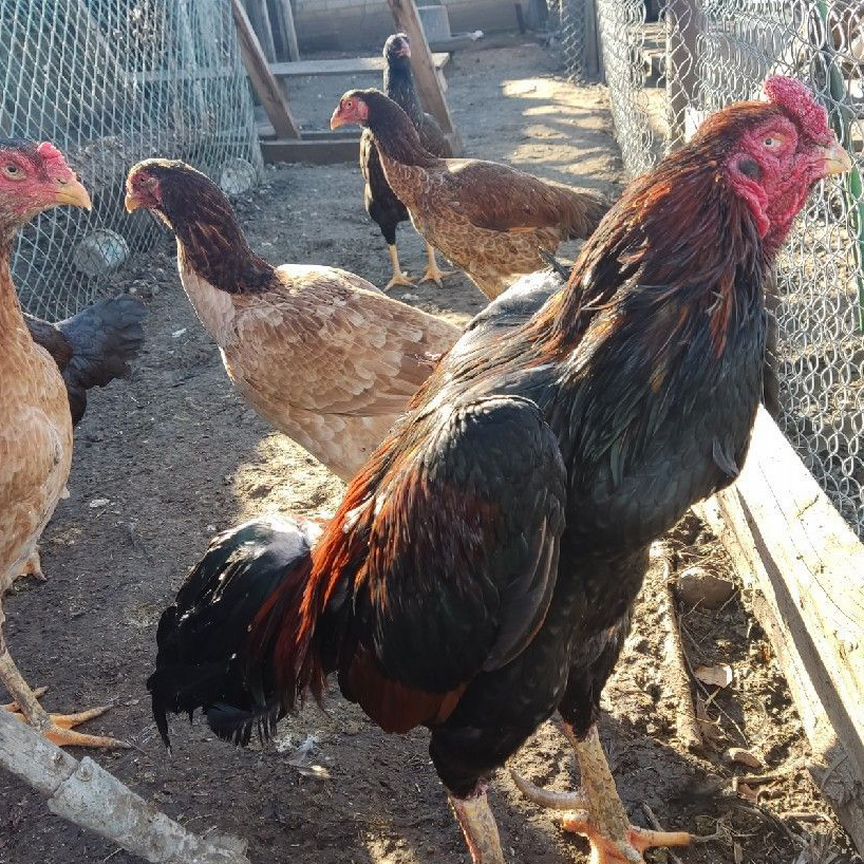 Бойцовые Петушки О,шамо,три штуки 10.06.24г