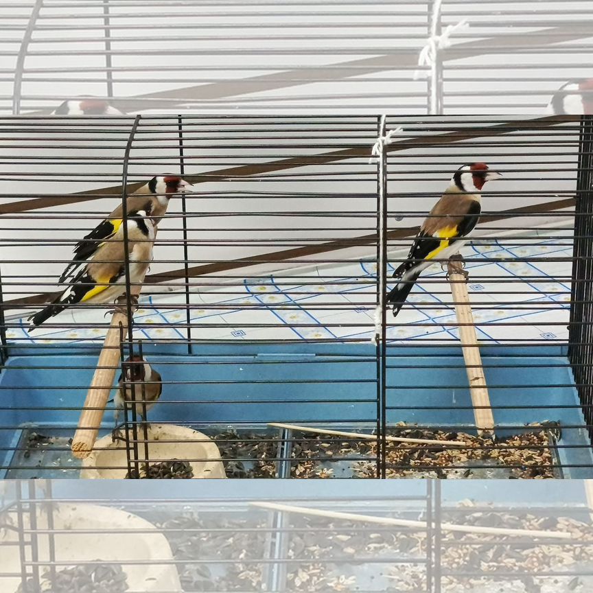 Уральские щеглы