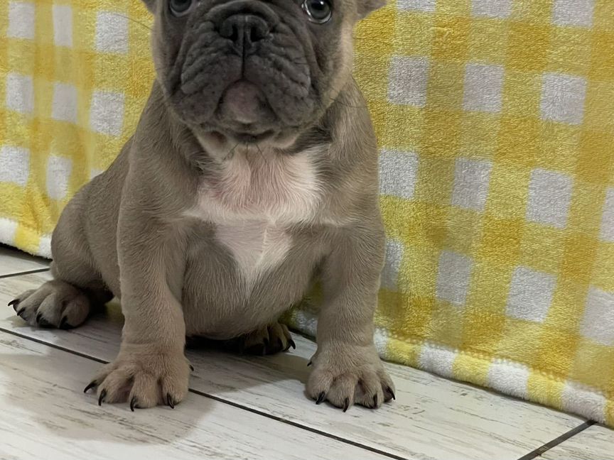 Шикардосик