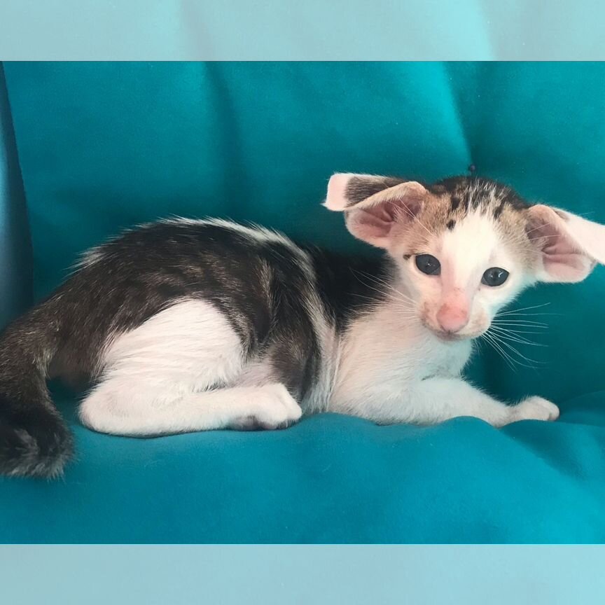 Ориентальный котёнок