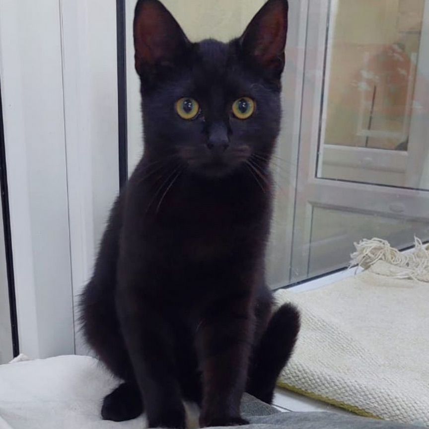 Котёнок девочка, 4 мес