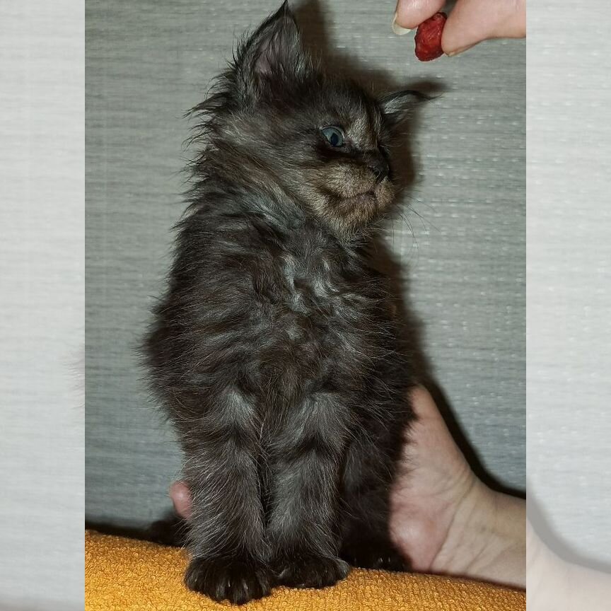 Мейн-кун котёнок