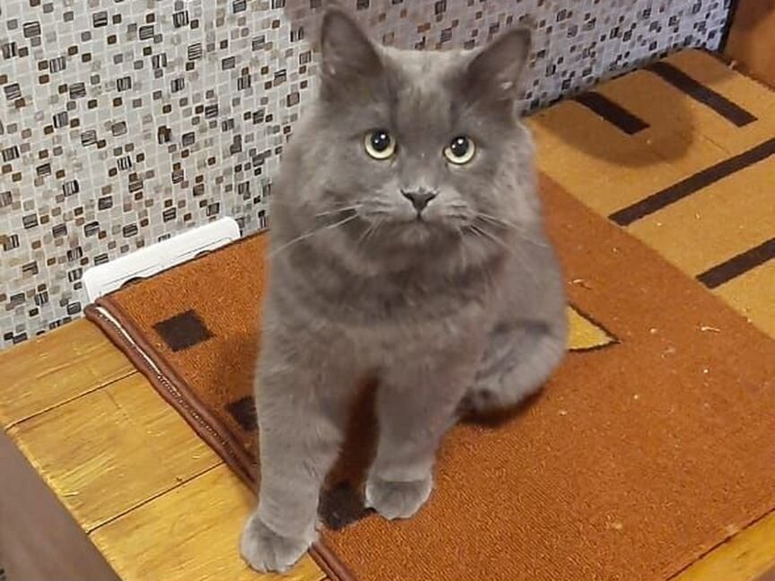 Домашние животные кошки