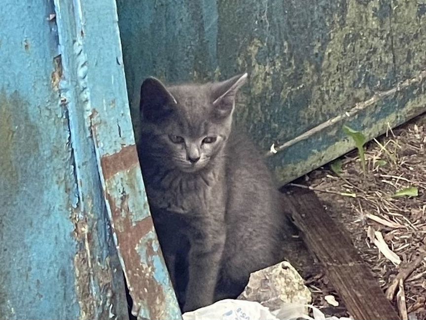 Котята в добрые руки или поиск куратора