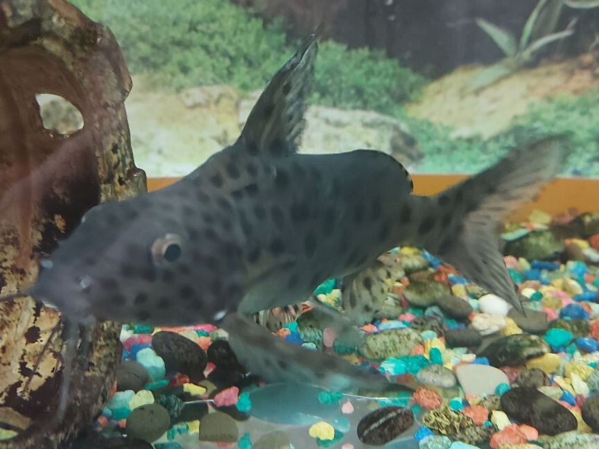 Два аквариумных сома + тернеция и бородоед